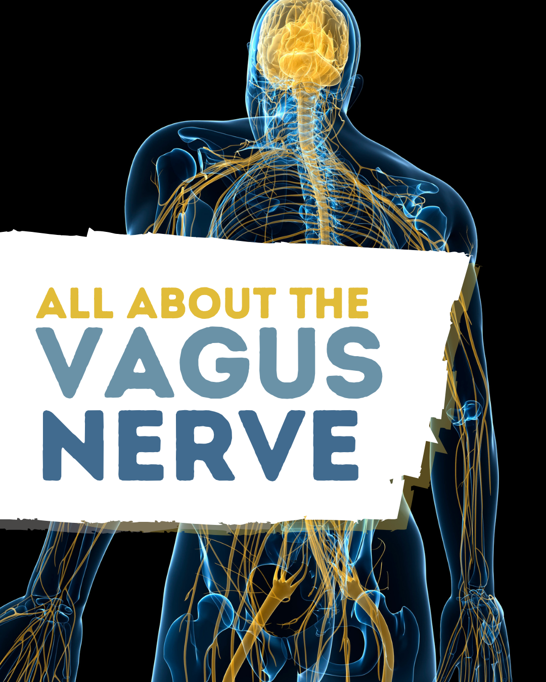 The Vagus Nerve: Key to Mind-Body Connection - Vibrant Living ...