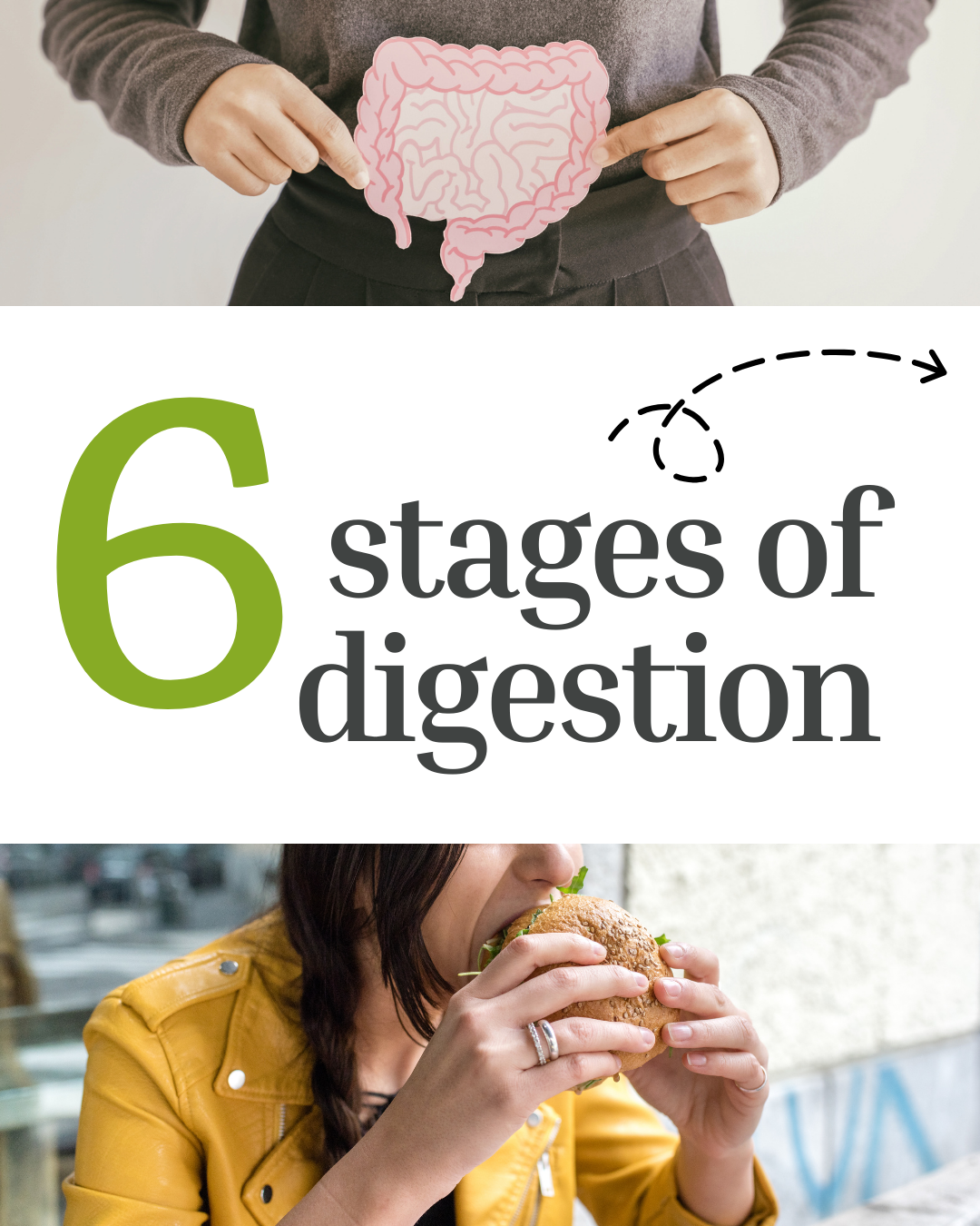 The Path of Digestion: How Your Body Transforms Food into Energy ...